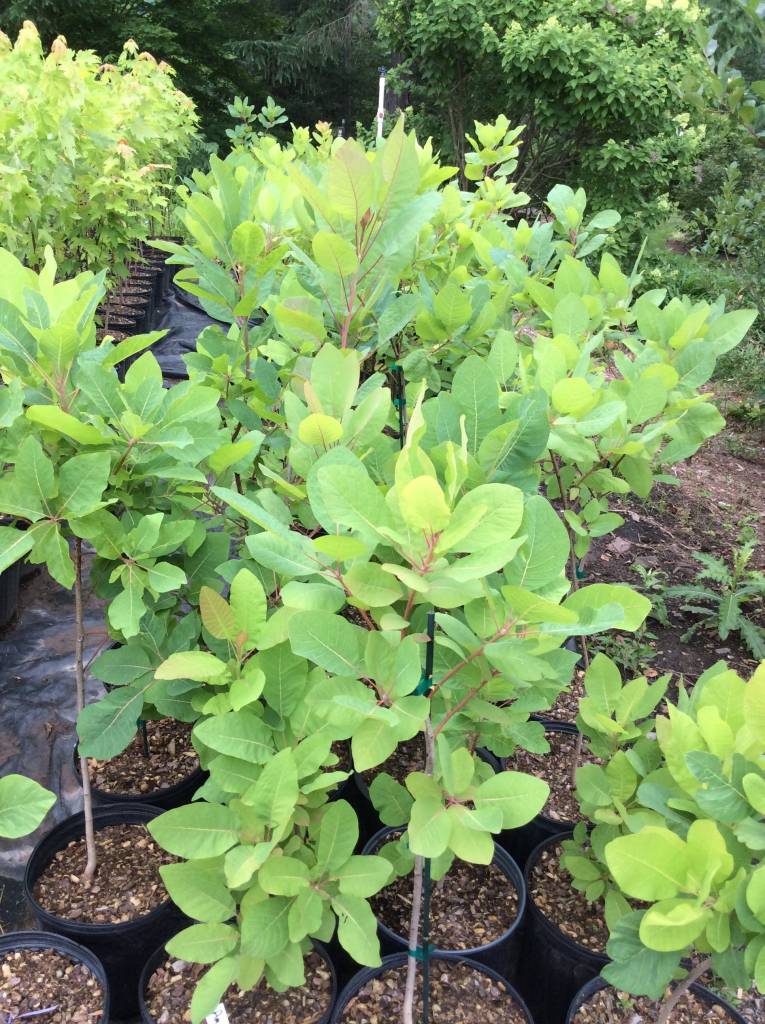 Cotinus obovatus Smoketree, American, #3 - Behmerwald Nursery