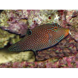 Reef with Caution | Aquarium Illusions Inc 17211 - 107 ave NW